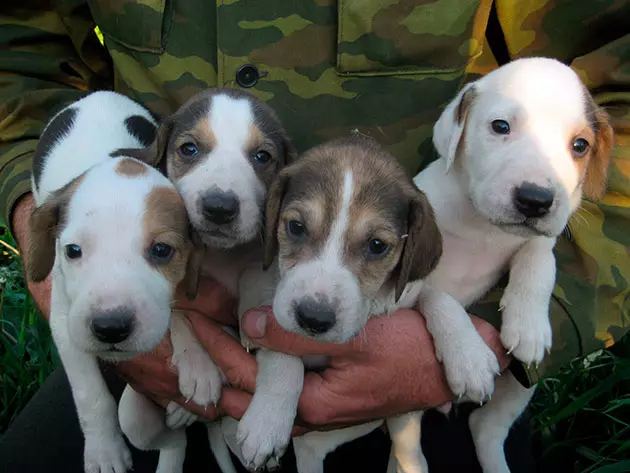 Xa uthenga i-Russian piebald hound, gxila kwinjongo yokufumana: imiboniso, ekhaya okanye ngokuzingela