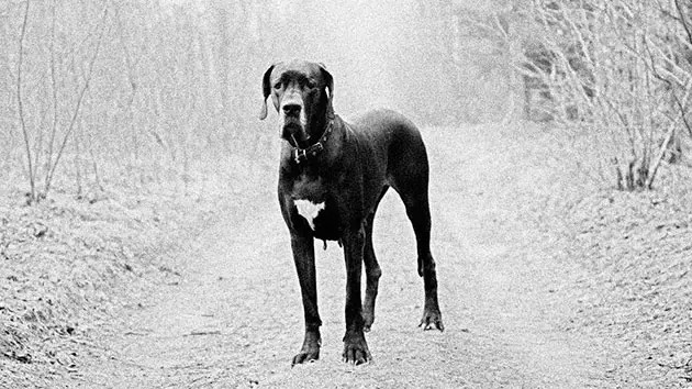 Yakakura Dane (Danish mastiff)