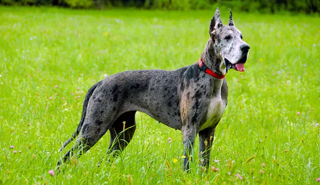 Fitur pembeda utama dari Great Dane adalah penampilannya yang anggun dikombinasikan dengan kekuatan dan ukuran anjing.