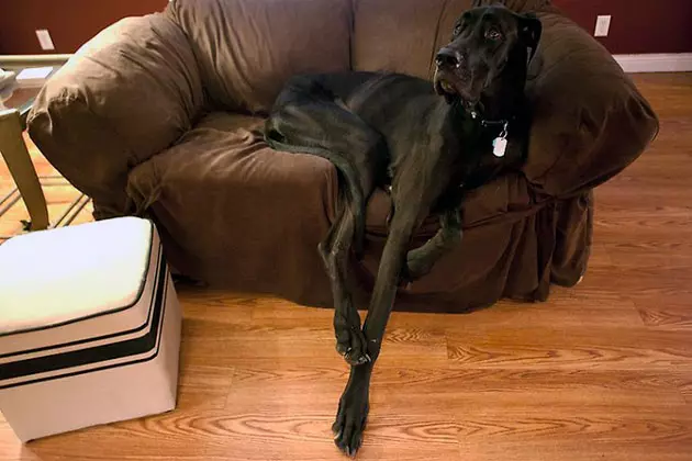 หาก Great Dane อาศัยอยู่ในอพาร์ตเมนต์ เขาต้องการเดินไกลทุกวัน