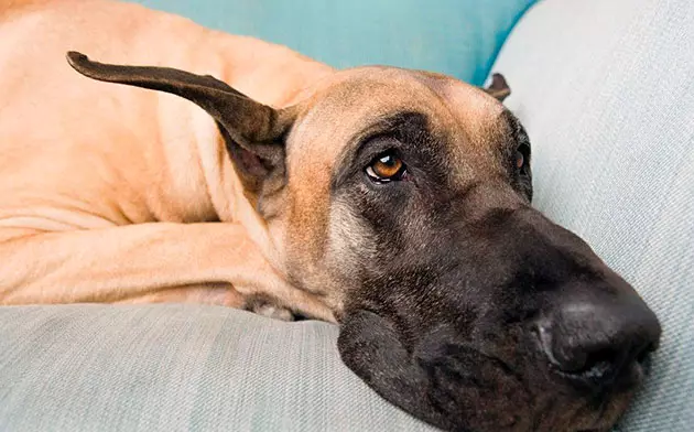 Great Dane: foto, nkọwa, agwa, ọdịnaya, nyocha 910_5