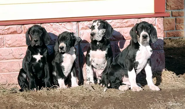 A na -atụ aro Great Danes maka ndị na -azụ nkịta nwere ahụmịhe