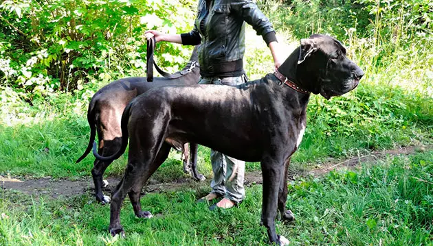 Great Dane, n'agbanyeghị ọdịdị ha na -eyi egwu, nwere omume enyi, ma na -akpa agwa dị ka ezigbo ndị amamihe