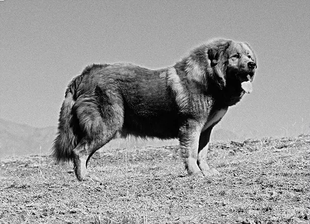 Tibetan mastiff