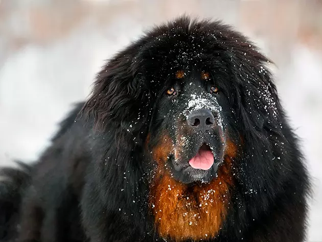 Met hun onhandige uiterlijk zijn Tibetaanse matifs zeer energieke en behendige honden.