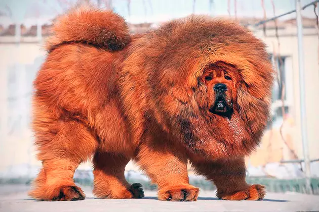 Thaum khaws Tibetan Mastiff, kev saib xyuas yuav tsum tau them rau: khoom noj khoom haus, kev tawm dag zog lub cev thiab tu plaub hau