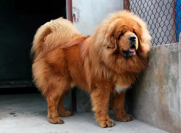 Anda dapat memberi makan Mastiff Tibet baik makanan alami atau makanan siap pakai