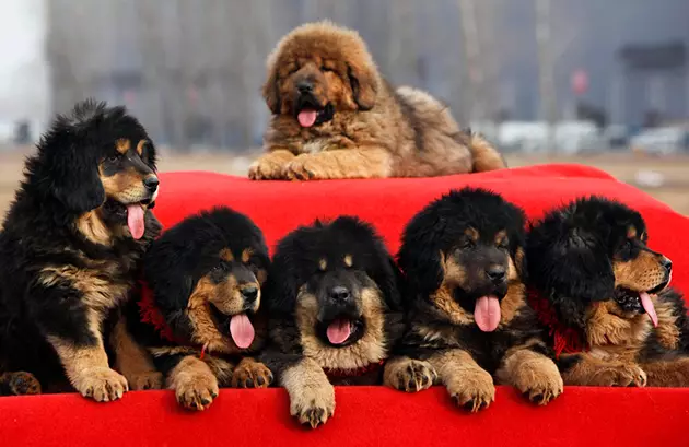 Yuav Tibetan Mastiff hauv tsev zov menyuam tshwj xeeb - qhov no lav zoo rau koj tus tsiaj.