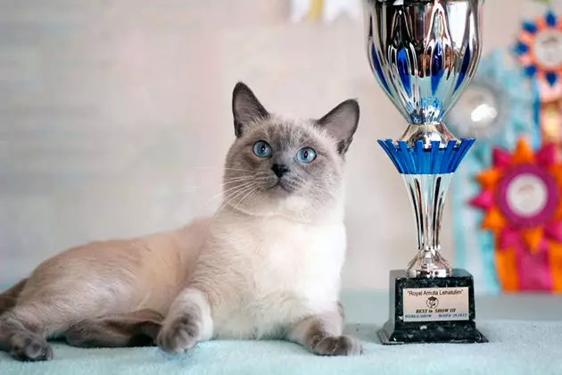 Thaise katten onderscheiden zich door hun middelgrote, elegante lichaam.