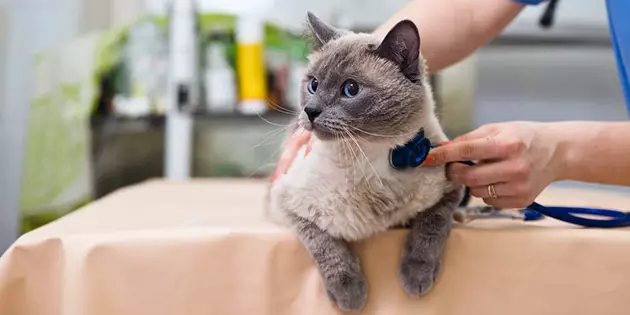 Les chats thaïlandais ont une excellente immunité, et si le calendrier de vaccination est respecté, cela ne fera qu'améliorer la santé de votre chaton.