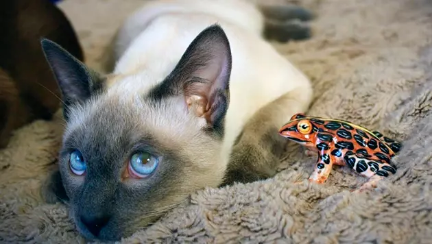 L'éducation d'un chat thaïlandais doit être prise de manière responsable, car c'est un chat très actif.