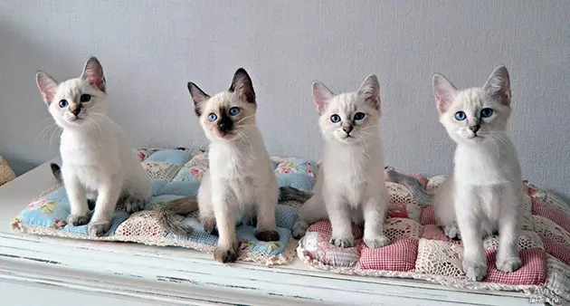 Les chatons thaïlandais coûtent en moyenne 500 à 700 $