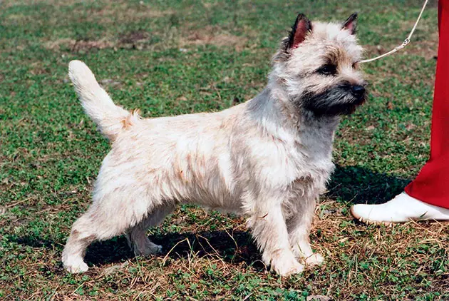 Cairn Terrier är välbalanserade för sin storlek och har en stark kropp.