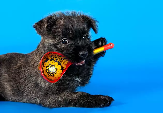 Tare da adadin abincin da aka bayar, Cairn Terrier dole ne yayi la'akari da shekarun sa.