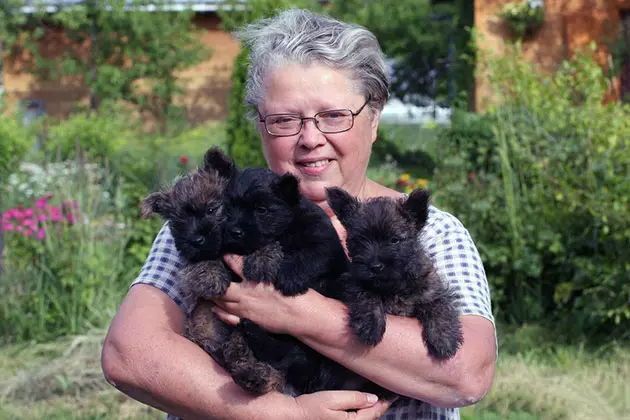 Cairn Terriers beskrivs av ägare som fredliga, aktiva och glada hundar.