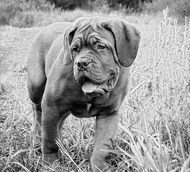 Rasy psów: Dogue de Bordeaux