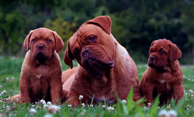 די פּרייַז פון די Dogue de Bordeaux איז זייער אַנדערש דיפּענדינג אויף די ציל פון די אַקוואַזישאַן