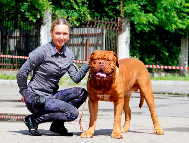 Dogue de Bordeaux is in rêstige en ferstannige hûn mei in lykwichtige psyche