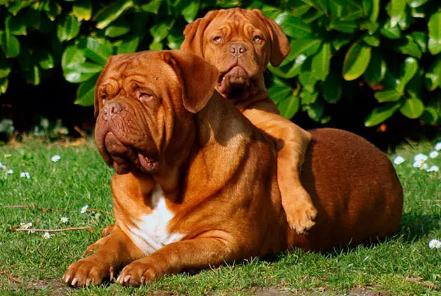 Fitur utama Dogue de Bordeaux yaiku tampilan gedhe lan apik banget.