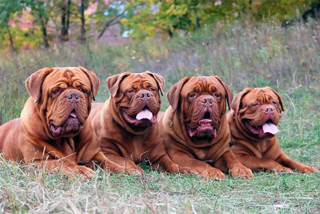 Dogue de Bordeaux е масивно куче с добре изградено тяло и добре развита мускулатура.