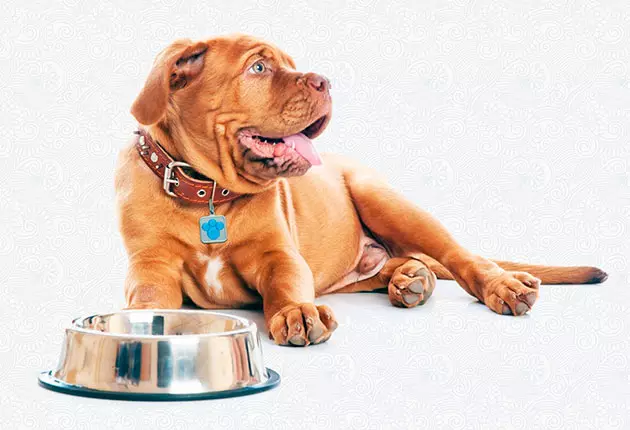 ווען איר קאָרמען די Dogue de Bordeaux, איר קענען נישט דראַסטיקלי טוישן די דיעטע און טיפּ פון עסנוואַרג