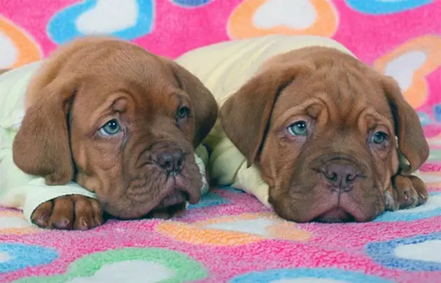 De eagen fan 'e Dogue de Bordeaux moatte frij wêze fan ûntlading, net wetterich wêze en gjin oare defekten hawwe