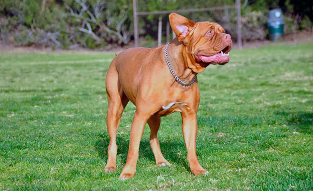 Gayane corak Dogue de Bordeaux bisa uga dadi sebab ora ditampa ing pameran kasebut