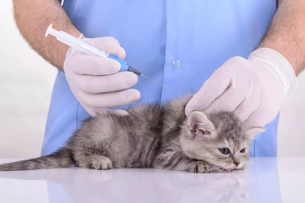 猫のためのガマビット-注射の方法と場所、投与量、指示