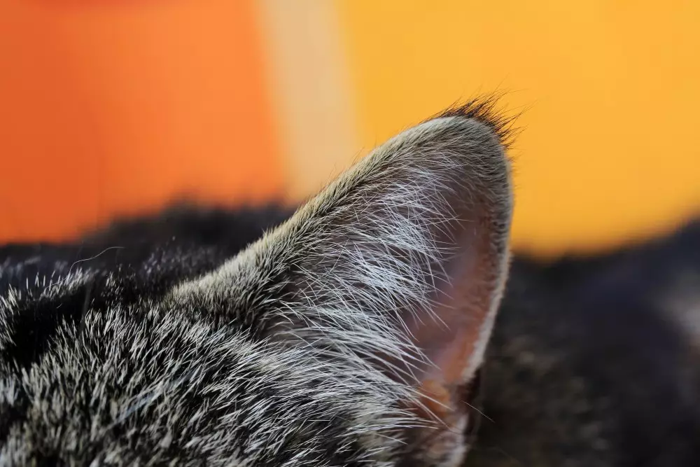बिल्ली का कान - संरचना, शरीर रचना, फोटो