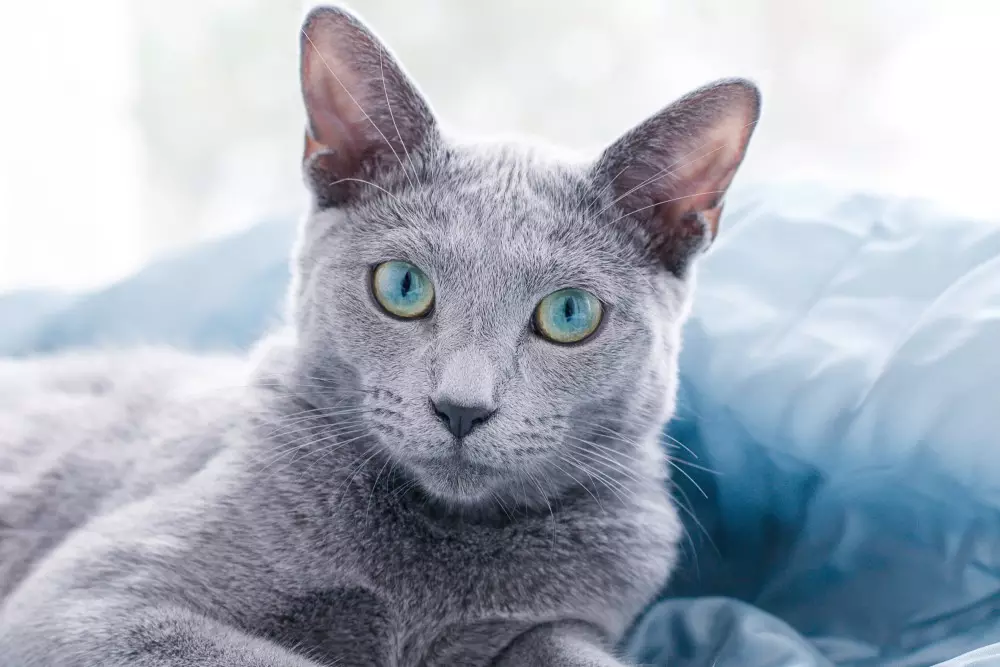 Um gato tem uma língua azul - razões e o que fazer 1037_1