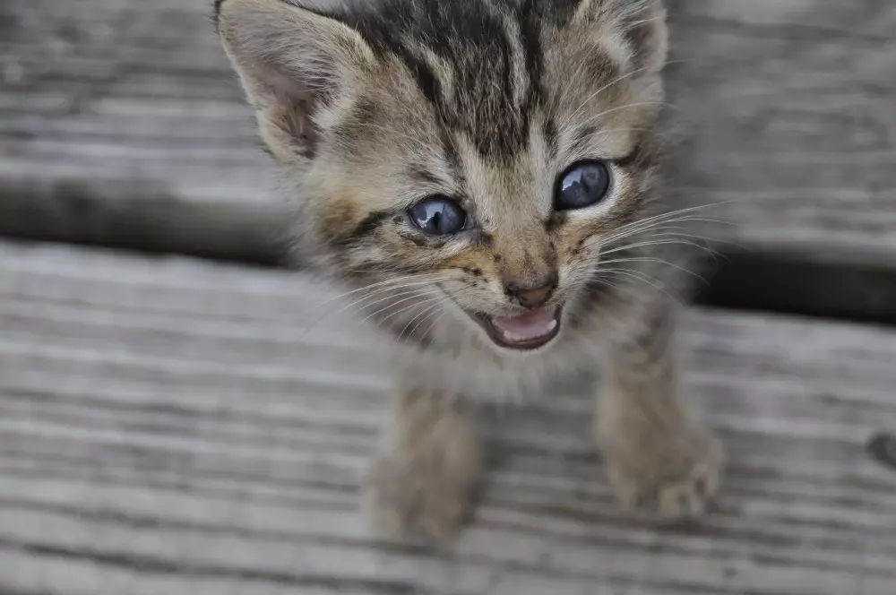 Um gato tem uma língua azul - razões e o que fazer 1037_2