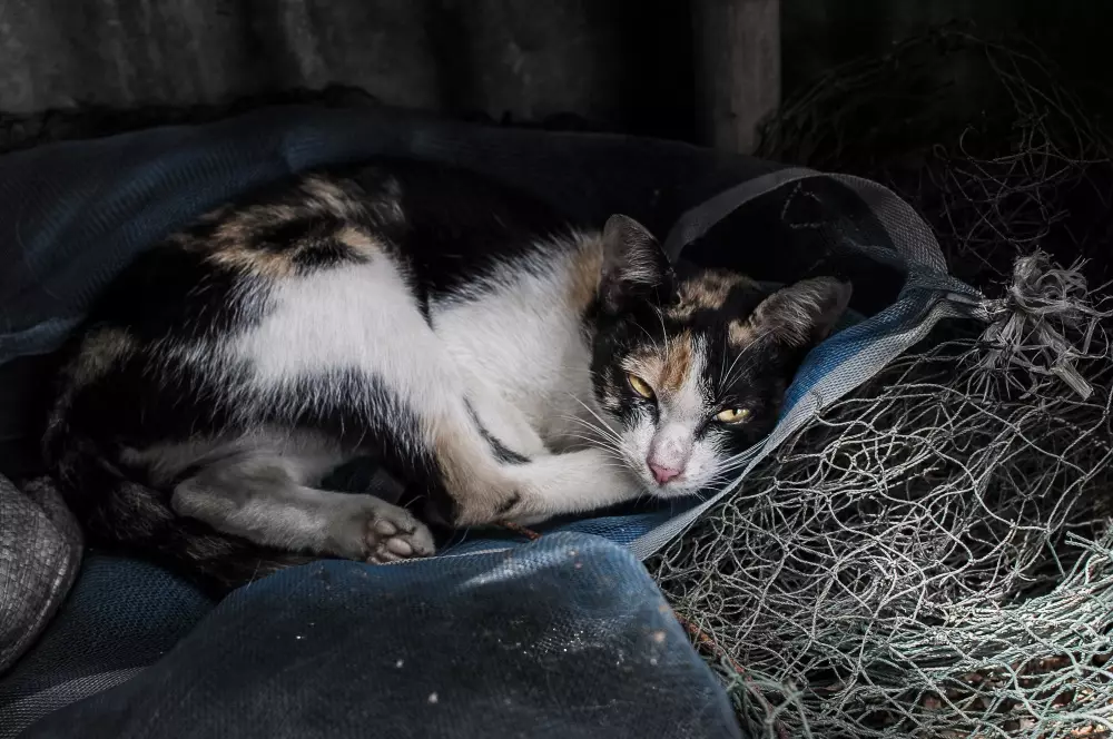 De kat slikte in naald wat te dwaan, de gefolgen 1039_1