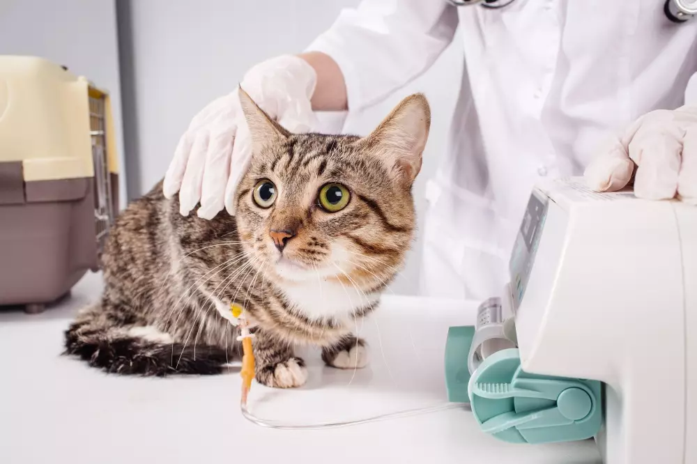 De kat slikte in naald wat te dwaan, de gefolgen 1039_2