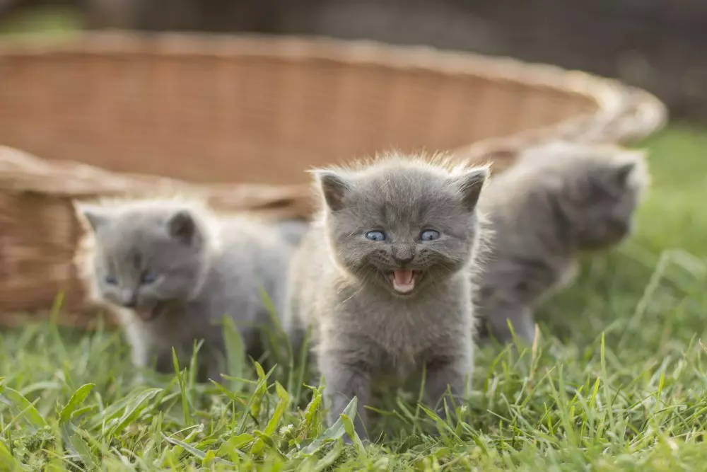 なぜ猫は子猫を噛むのですか？ 1042_2