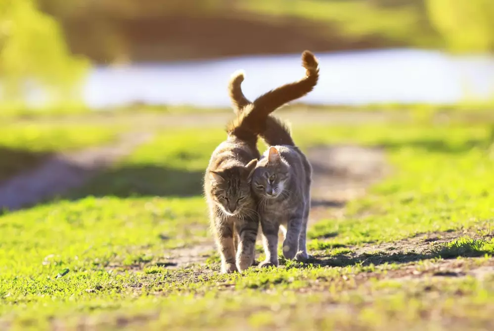 Warum beißt eine Katze ihre Kätzchen? 1042_4