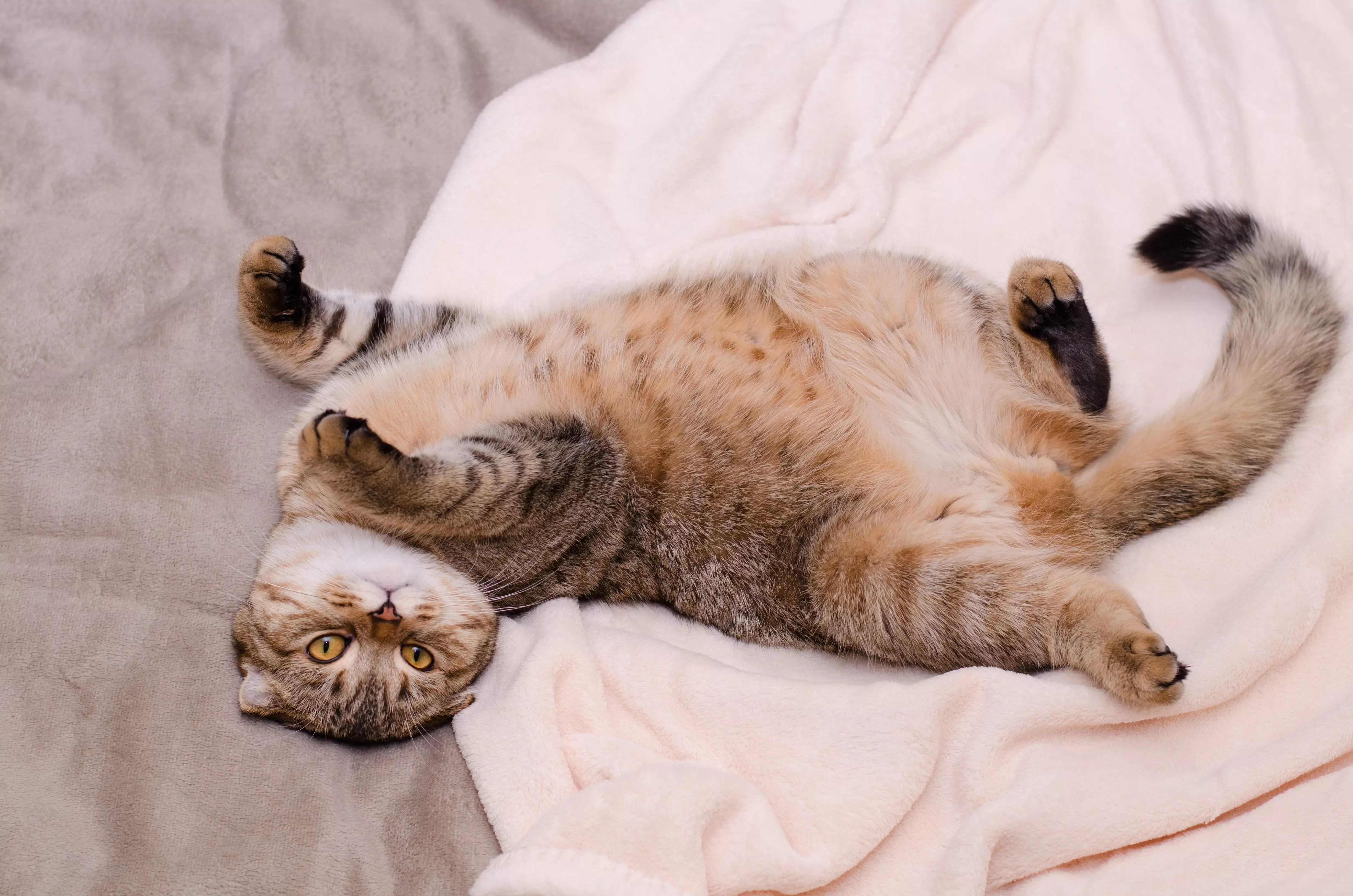 7 разлога зашто мачка често дише стомак - шта учинити 1046_2