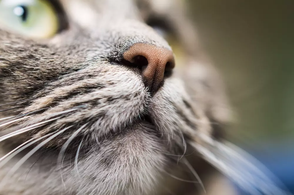 Combien de moustaches les chats ont-ils de chaque côté - types et nombre 1060_1