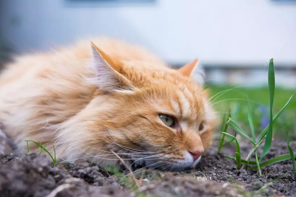 Combien de moustaches les chats ont-ils de chaque côté - types et nombre 1060_3