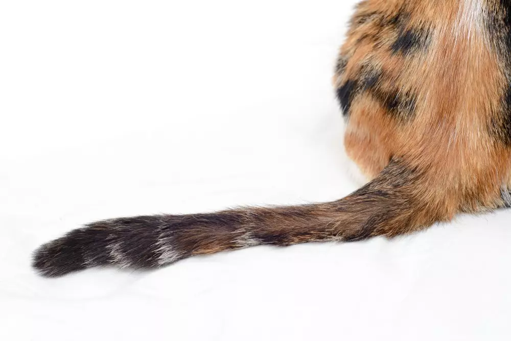 5 कारणों से बिल्लियों की पूंछ तैलीय होती है - इलाज कैसे करें 1065_1