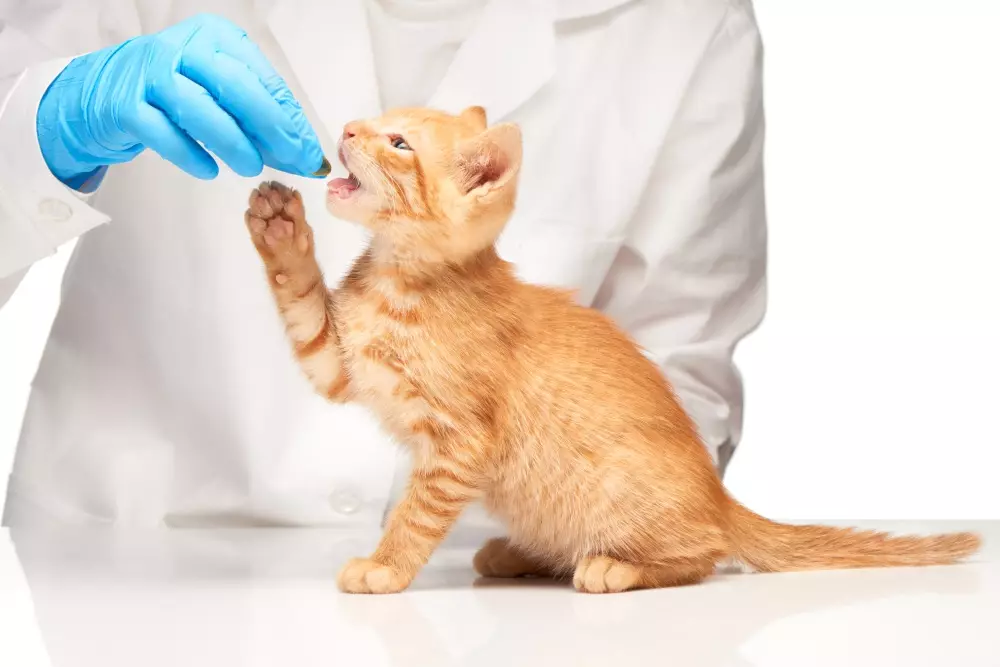 Dexametasona para gatos: instrucciones de uso del medicamento. 1091_3