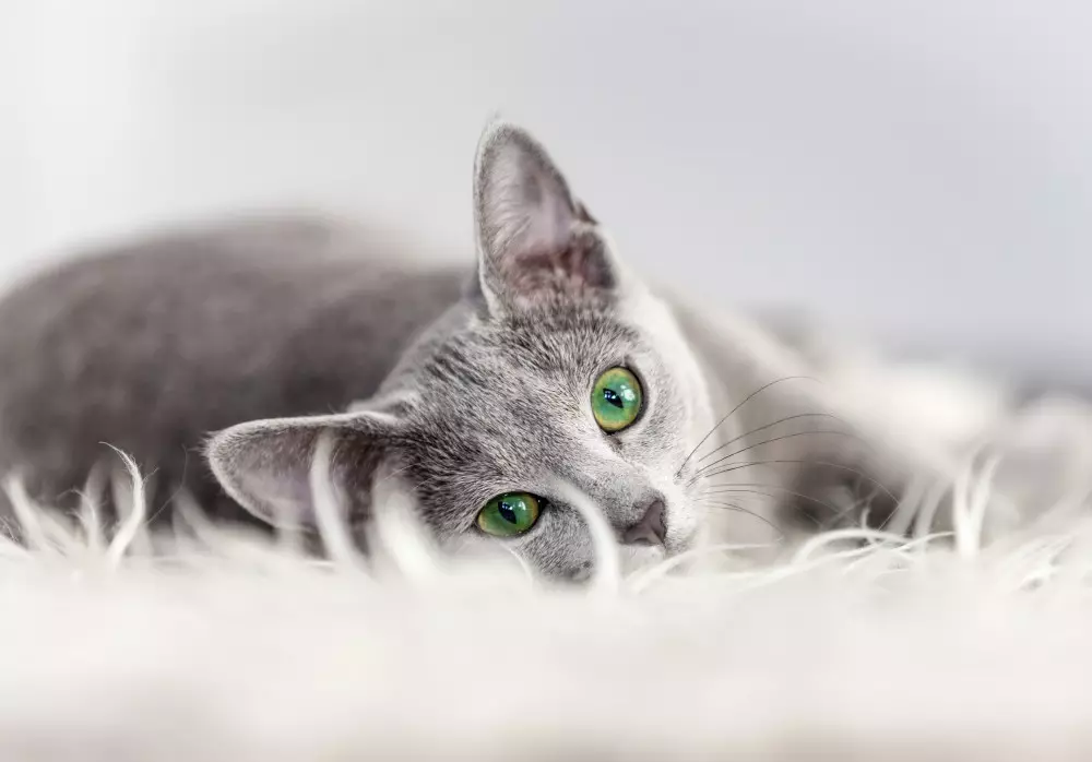 A hasmenés 9 oka macskákban - tünetek és kezelés 1098_1