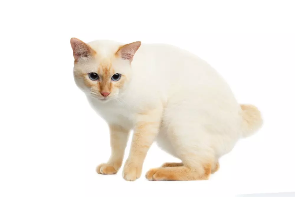 मांजरींमध्ये अतिसाराची 9 कारणे - लक्षणे आणि उपचार 1098_3