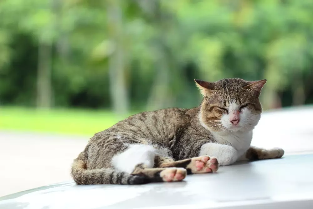 A hasmenés 9 oka macskákban - tünetek és kezelés 1098_5