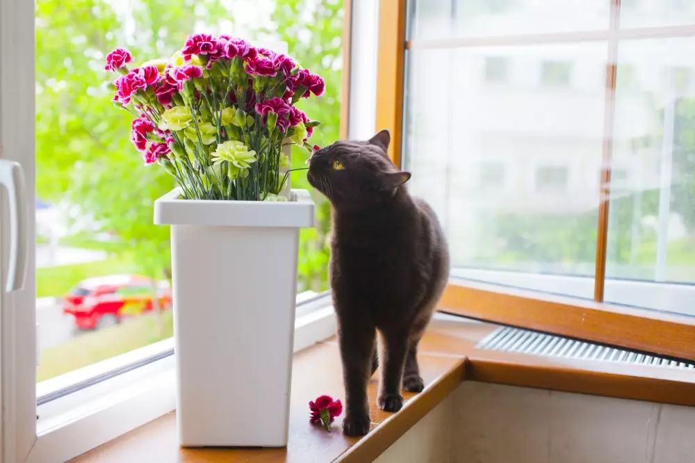 แมวกินดอกไม้ - เหตุผลและสิ่งที่ต้องทำ 1099_1