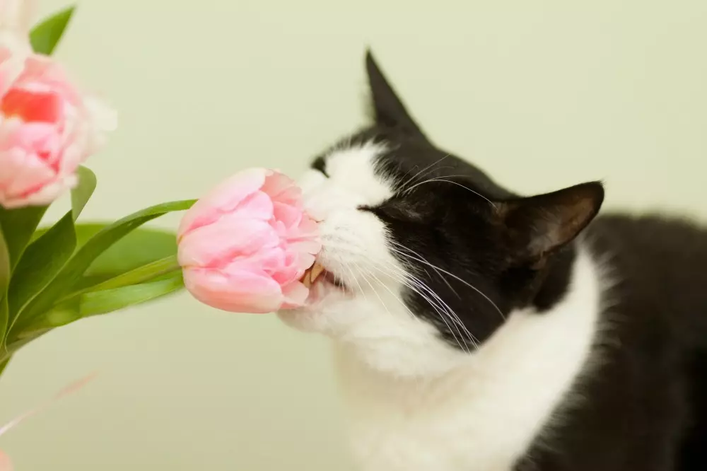 猫は花を食べる-理由と何をすべきか 1099_2