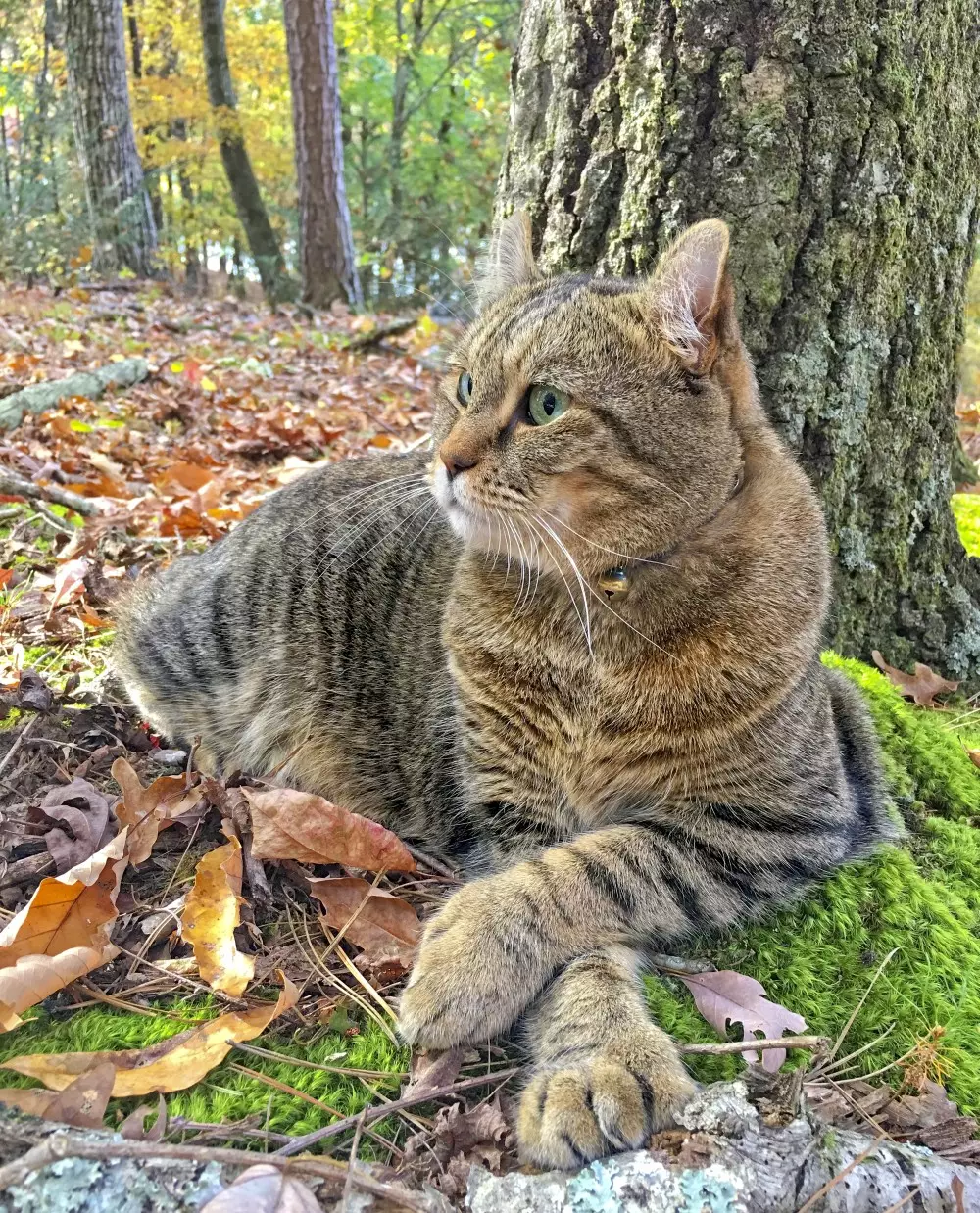 TOP 10 des races de chats les plus chères au monde - prix et description 1101_1