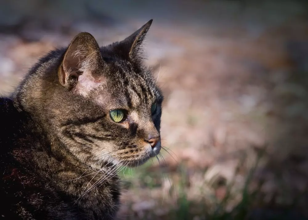 TOP 10 razas de gatos máis caras do mundo: prezos e descrición 1101_4