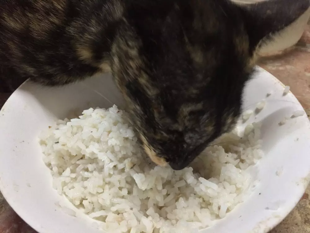 Rijst aan katten - kan worden gegeven of niet 1108_1