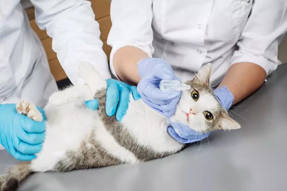 Barras de gotas de ouvido para gatos - instruções de uso 1139_2