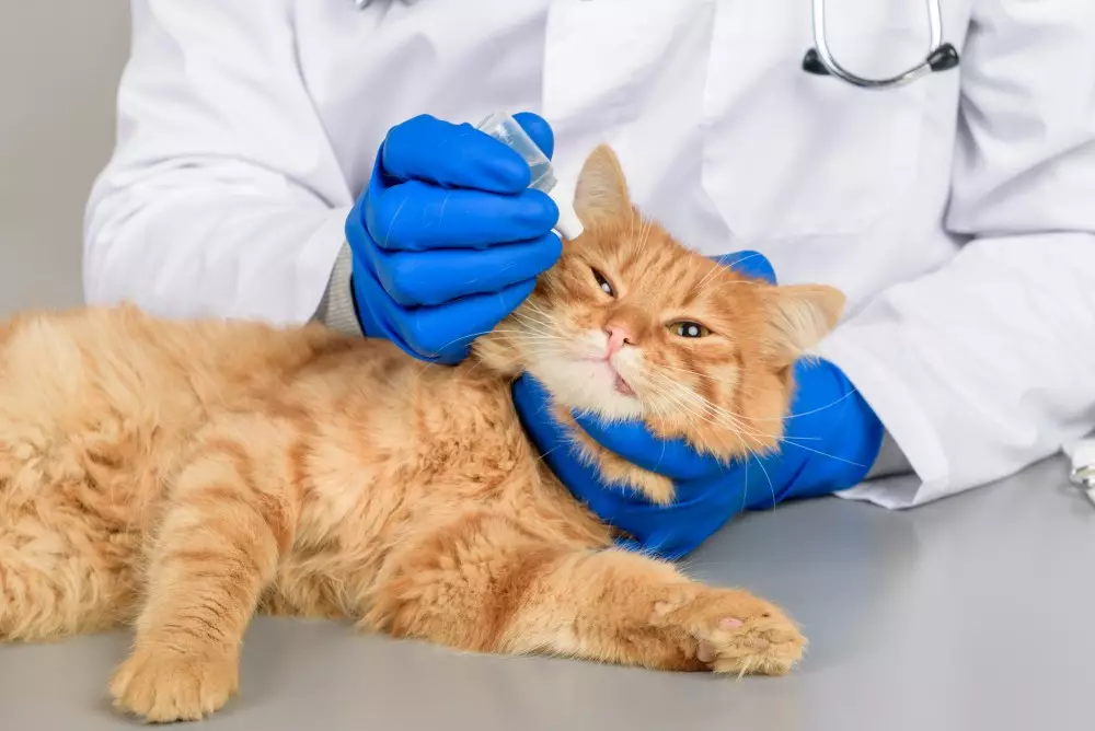 Barras de gotas de ouvido para gatos - instruções de uso 1139_3